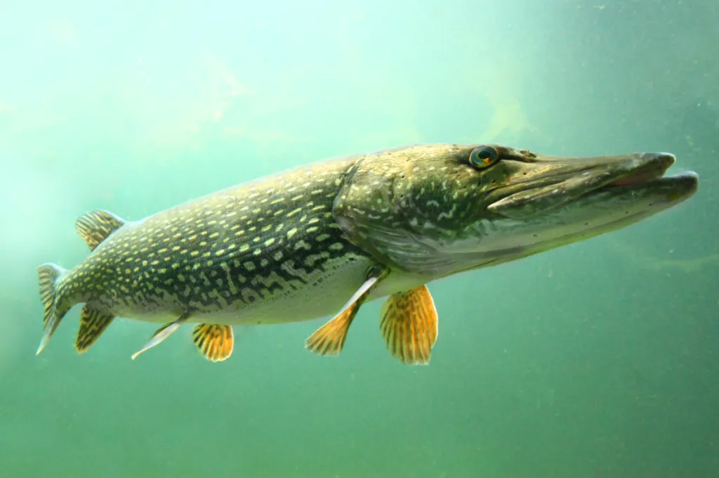 Csuka | Ismertetése, horgászata | Halcatraz Horgászcentrum